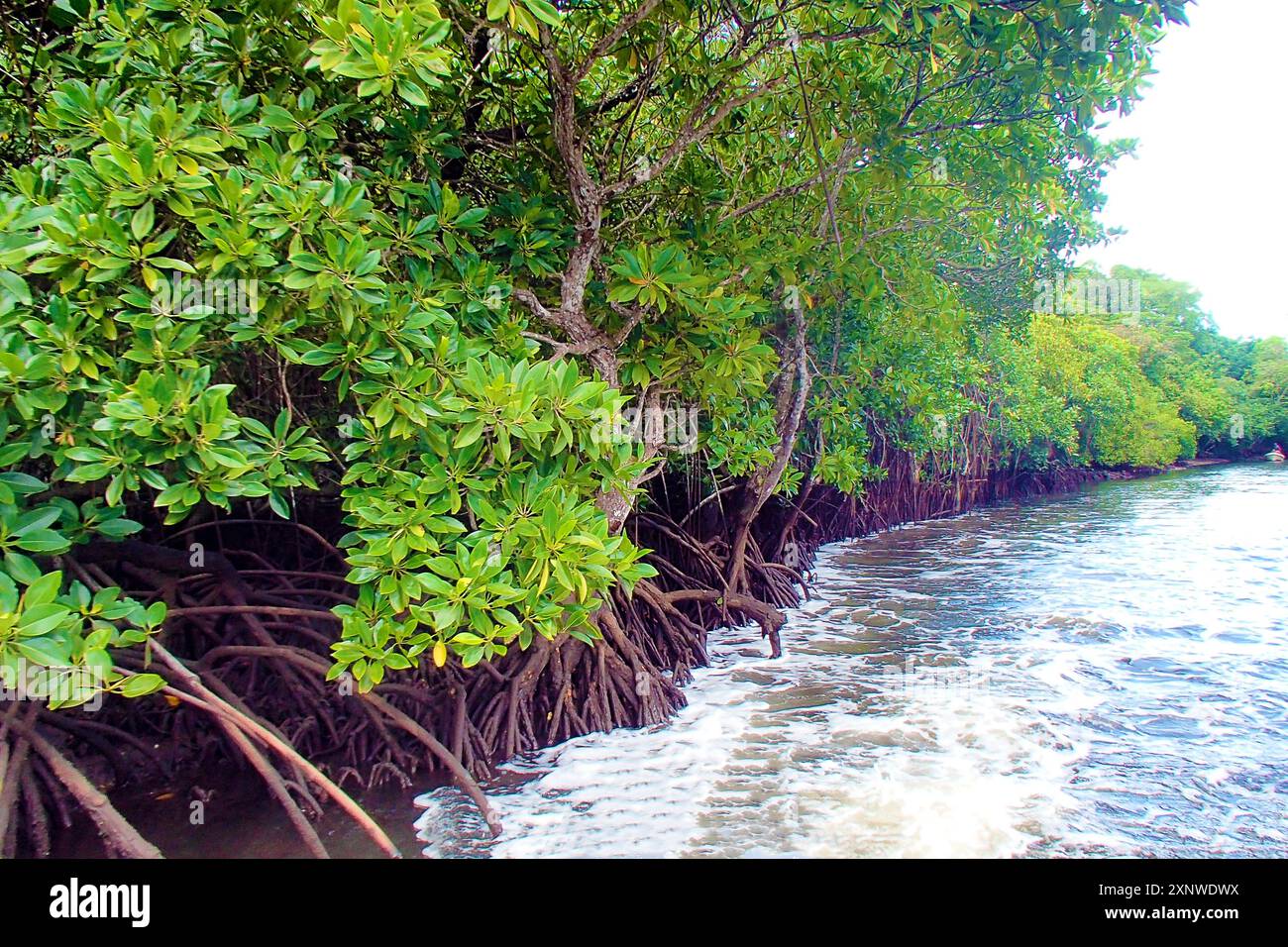 Prop roots of mangroves in the channel on the island of Yap in ...