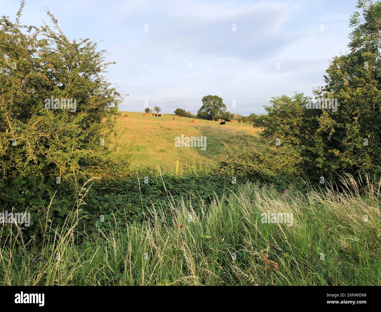 Beef cattle grazing a grass field in summer, looking through a gap in a ...