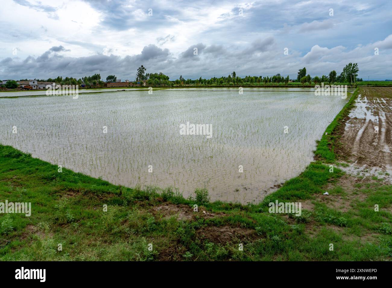 Rice fields with water beds on a large scale in Rudrapur city ...