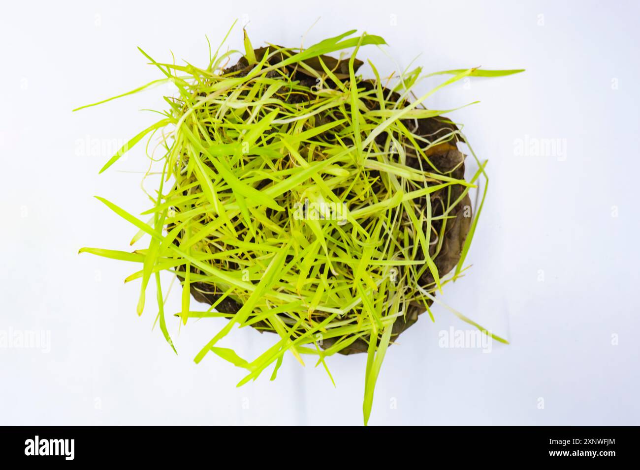Barley Grass Seeds Jamara on a Leaf Bowl Plates for Hindu Dashain ...
