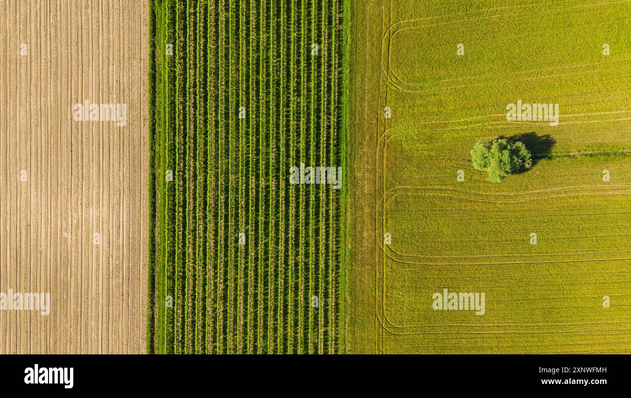 Aerial view of Fields of Colli Euganei (Euganean hills) in Padua ...