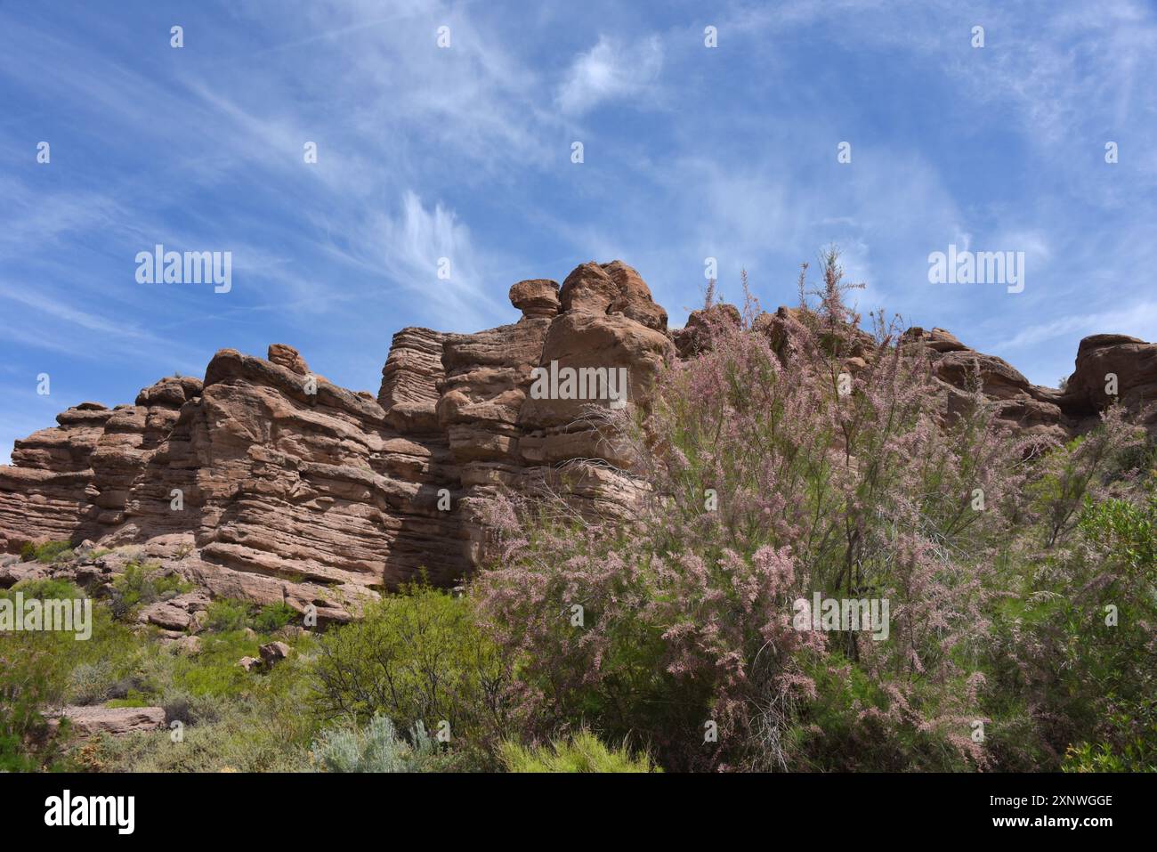 Wildflowers Bloom at Base of Red Sandstone Cliff, in San Lorenzo Canyon ...
