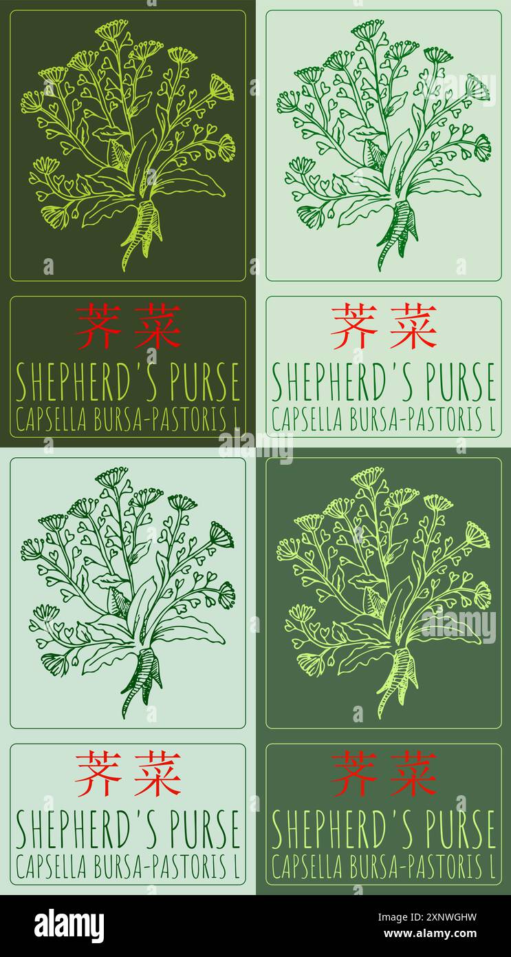 Set of vector drawing SHEPHERD'S PURSE in Chinese in various colors ...