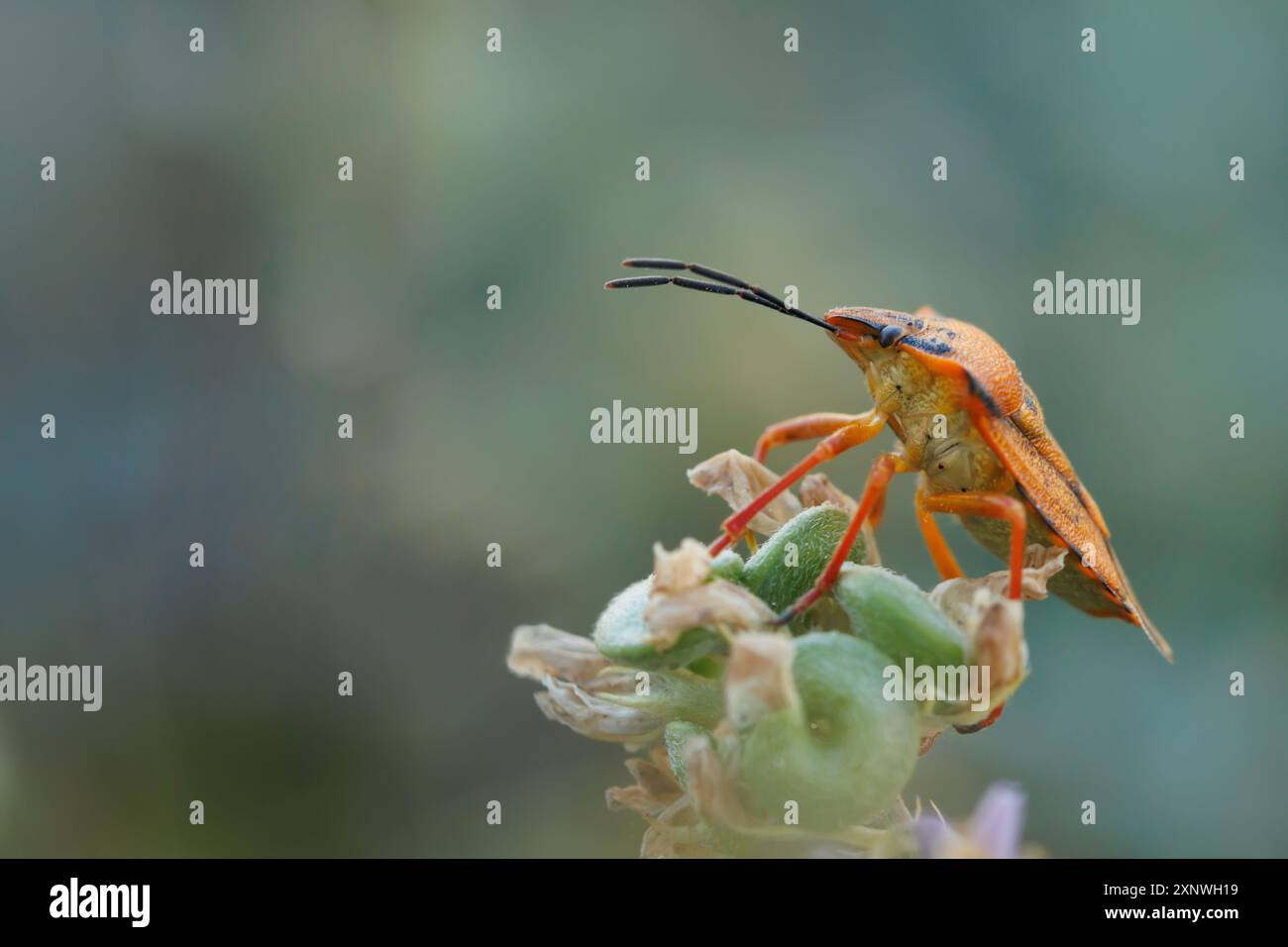 Mediterranean bug carpocoris mediterraneus in profile and negative ...