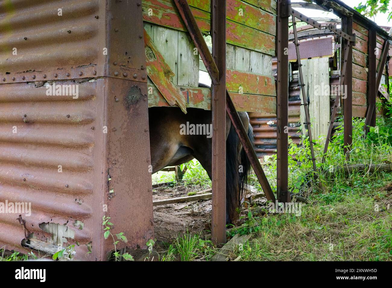 Inside rustic shed horse hi-res stock photography and images - Alamy