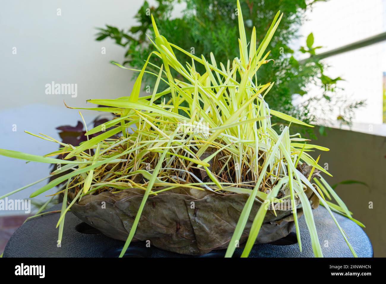 Barley Grass Seeds Jamara on a Leaf Bowl Plates for Hindu Dashain ...