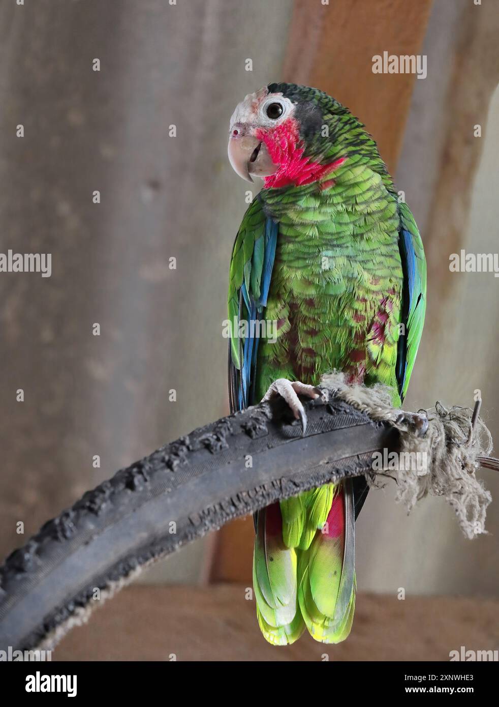 568 Cuban amazon parrot, pet of a cacao-producing farm on the Ruta del ...
