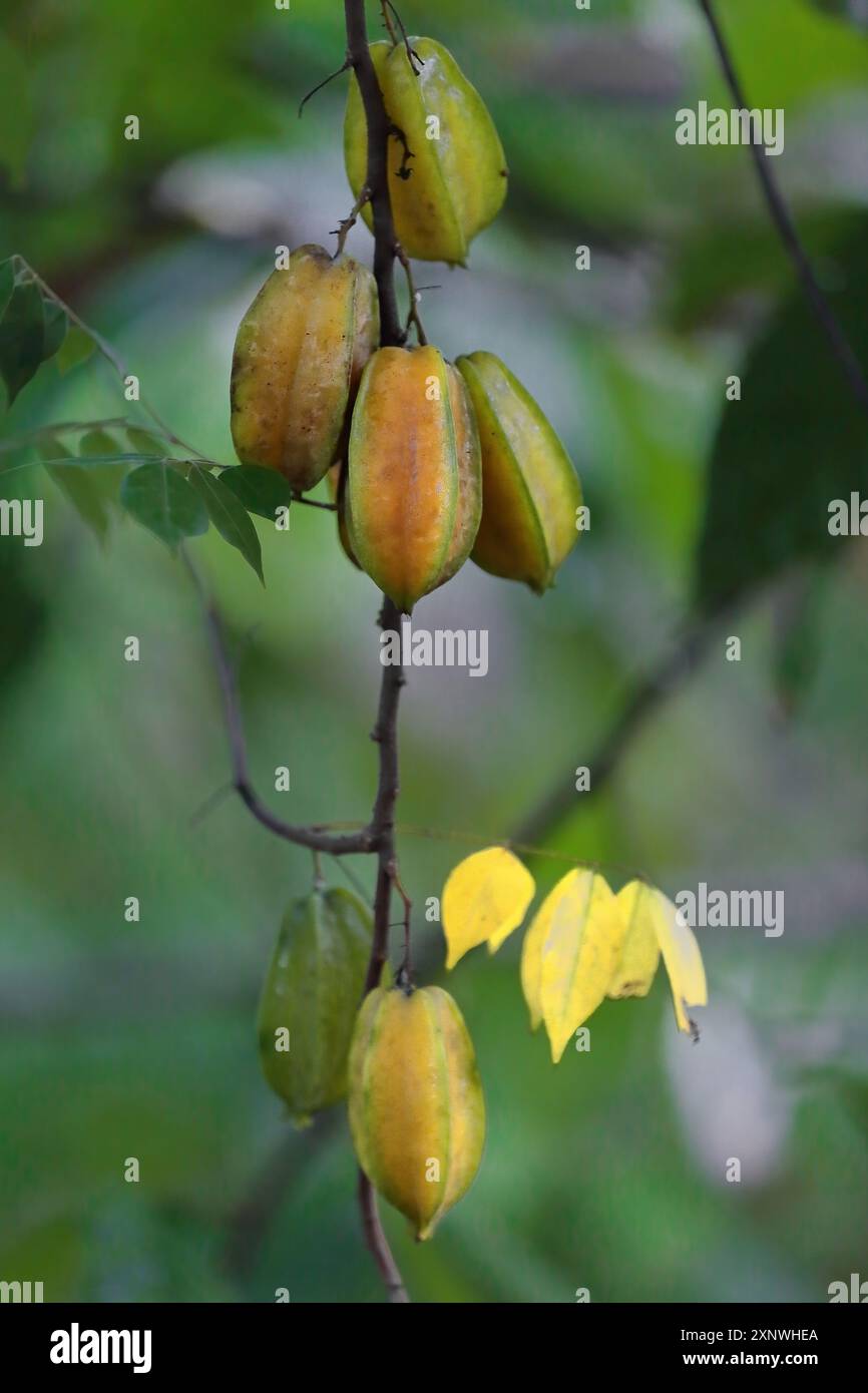 Cocoa route hi-res stock photography and images - Alamy