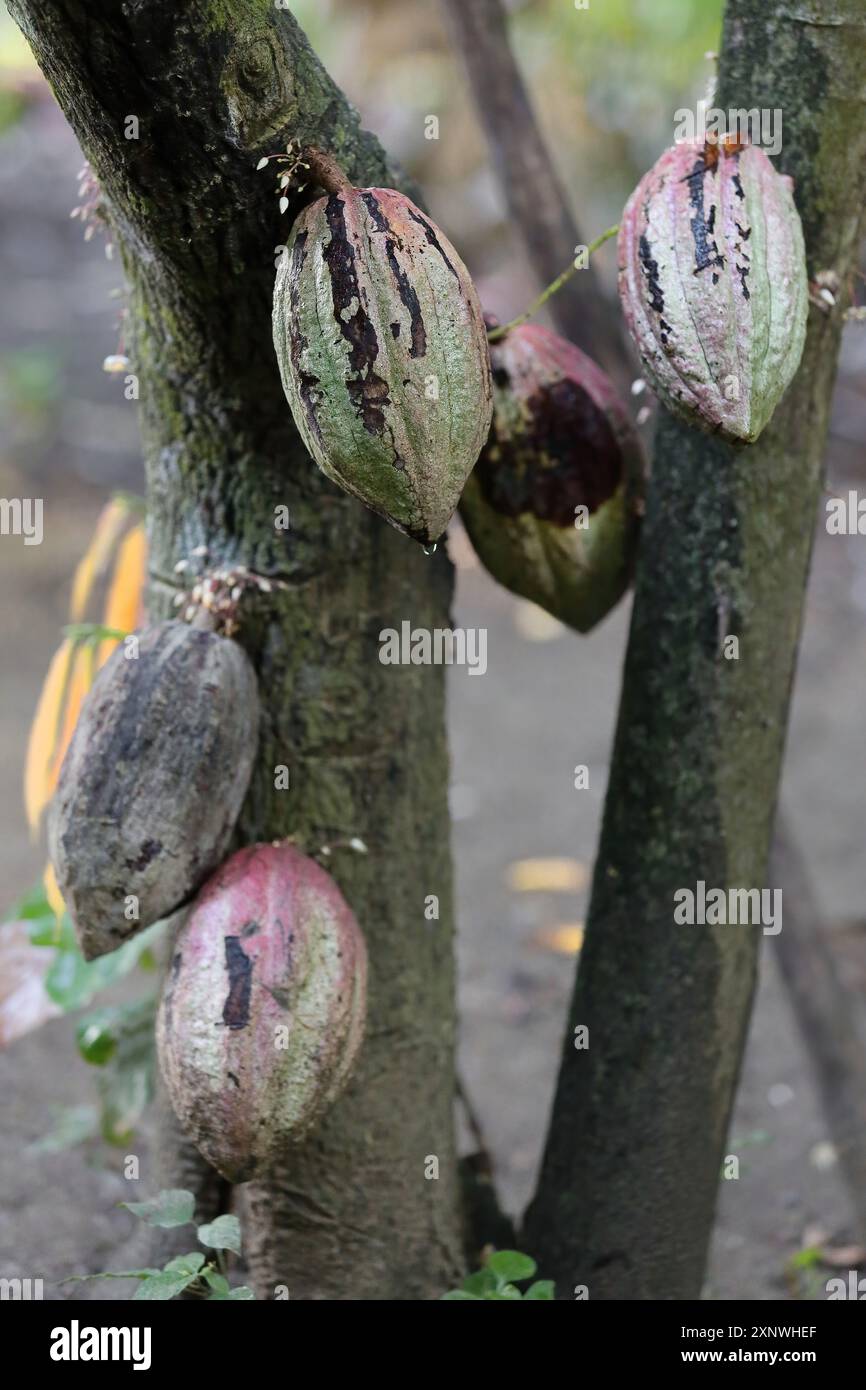 572 Cocoa pods of trinitario variety still on the tree at different ...