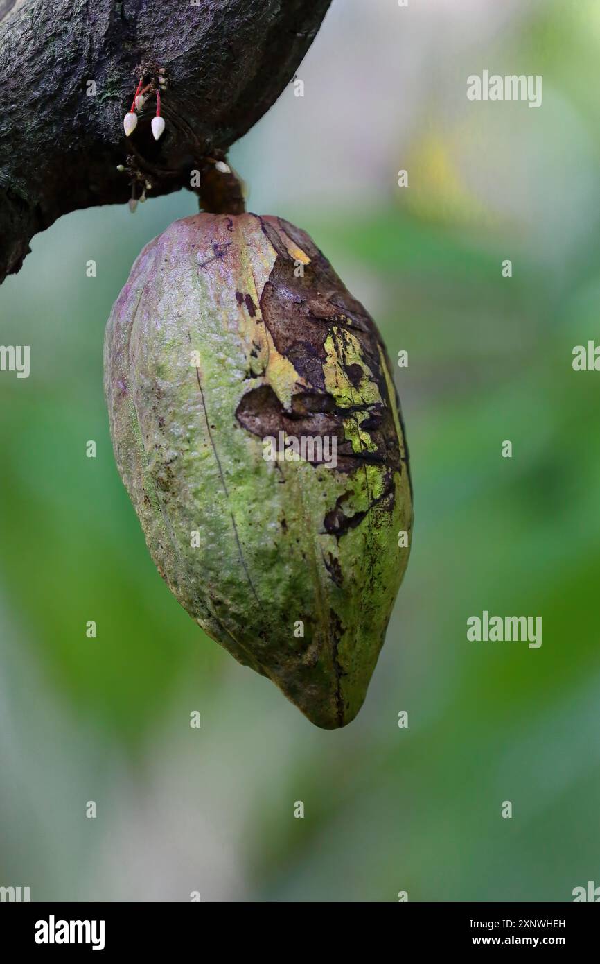 Ruta del cacao hi-res stock photography and images - Alamy