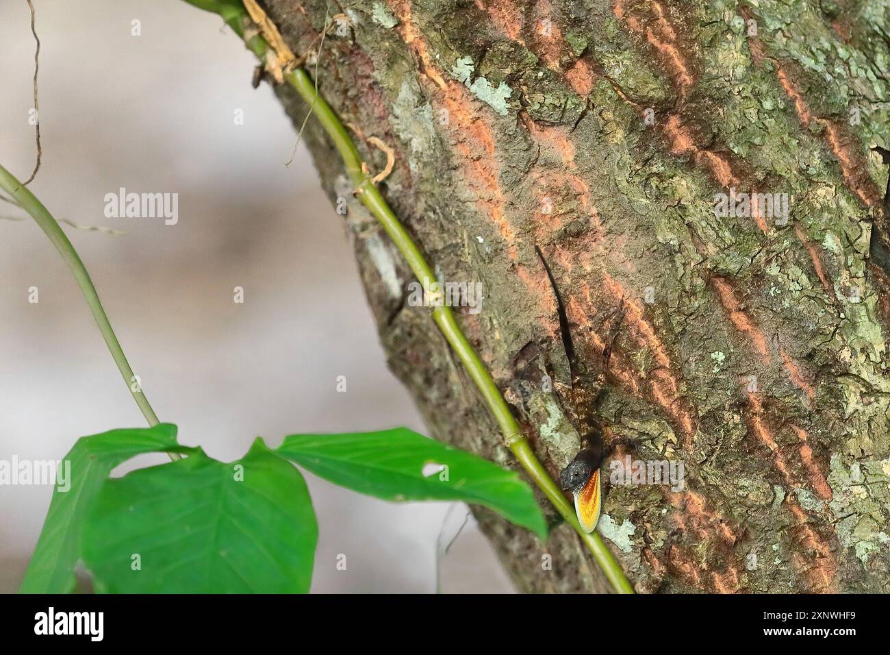 Pinus cubensis hi-res stock photography and images - Alamy