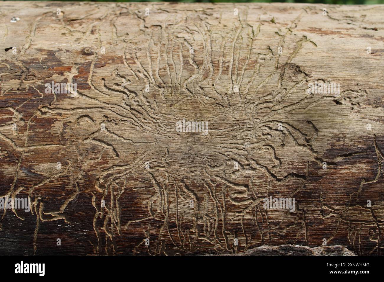 Fossil tree roots hi-res stock photography and images - Alamy
