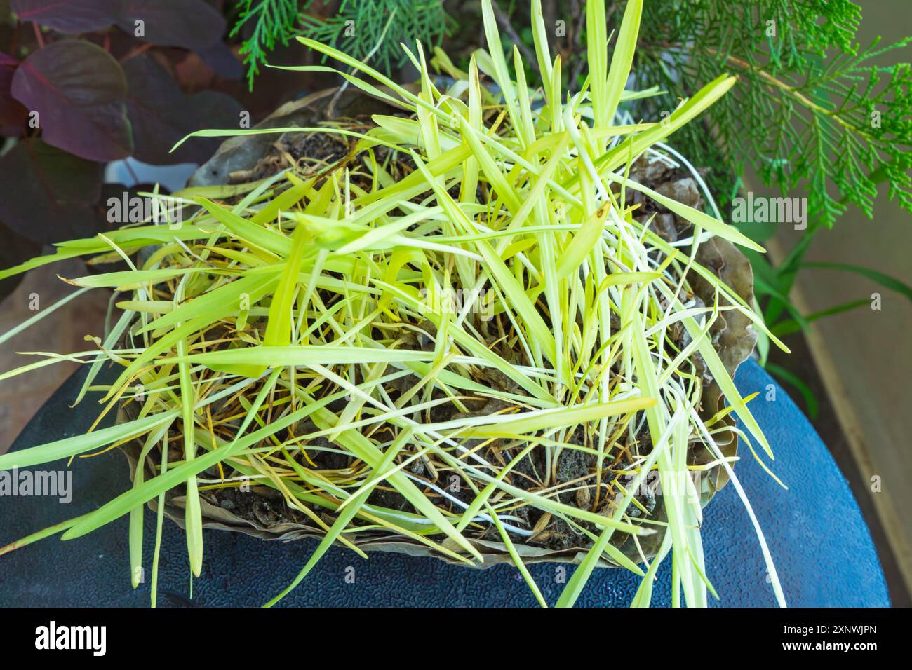 Barley Grass Seeds Jamara on a Leaf Bowl Plates for Hindu Dashain ...