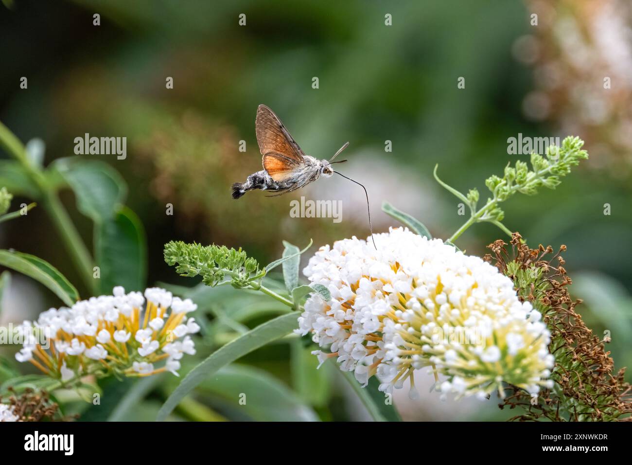 The hummingbird hawk-moth hovering over flower, Macroglossum ...