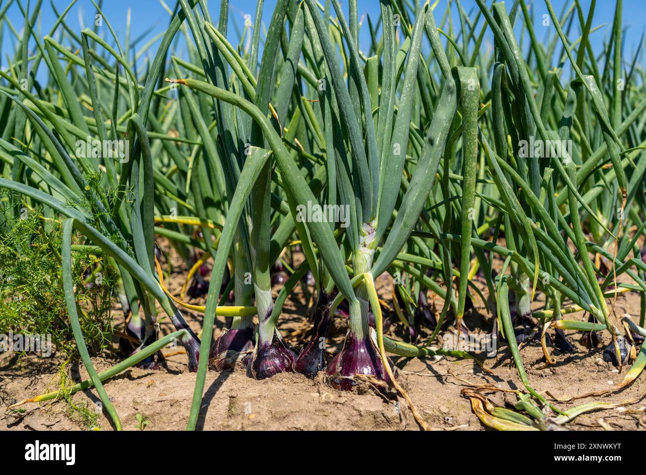 Red onion field hi-res stock photography and images - Alamy