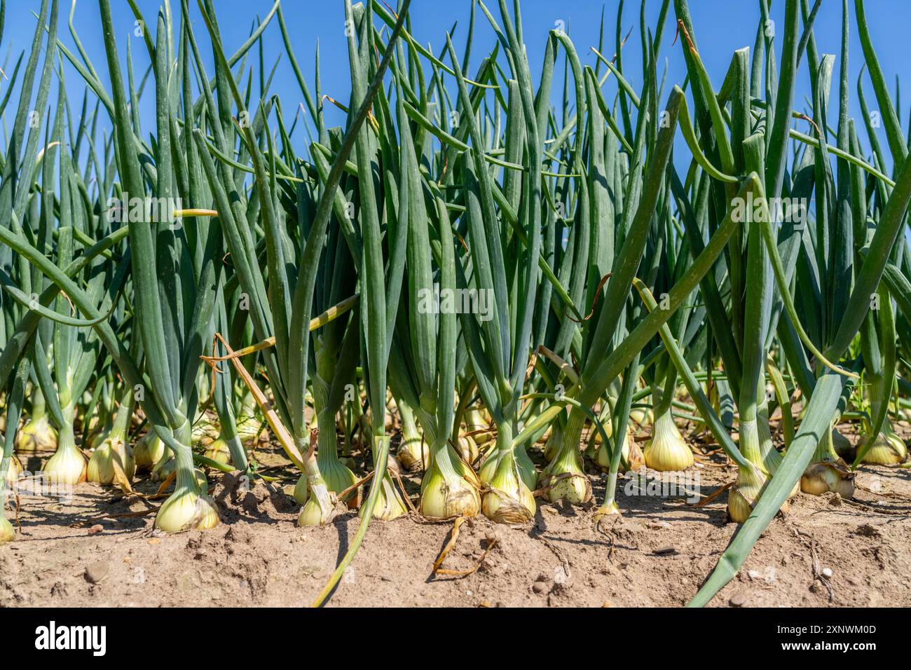 Onion cultivation, in a field, white onion, NRW, Germany Stock Photo ...