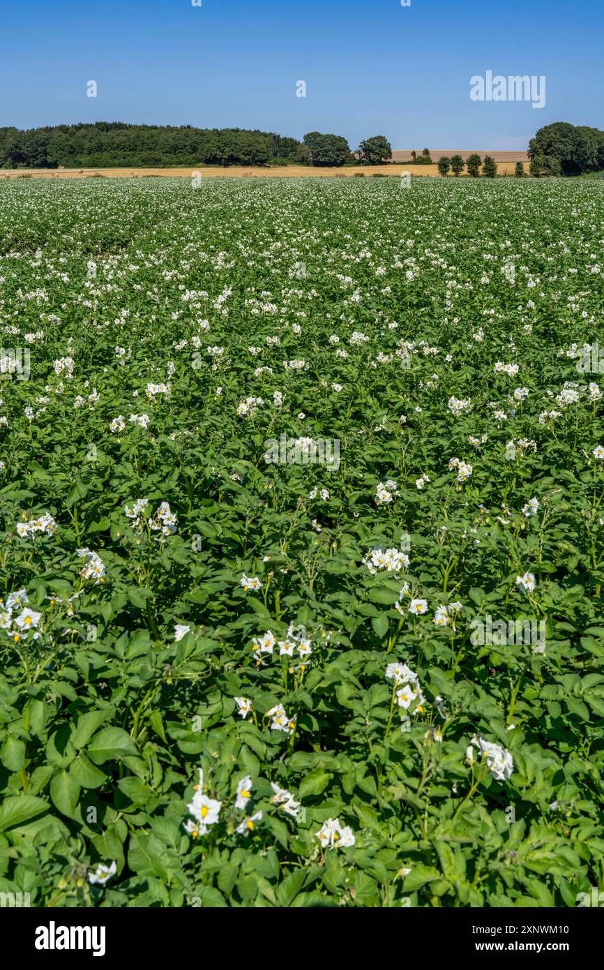 Potato cultivation, in a field, potato plants in bloom, NRW, Germany ...