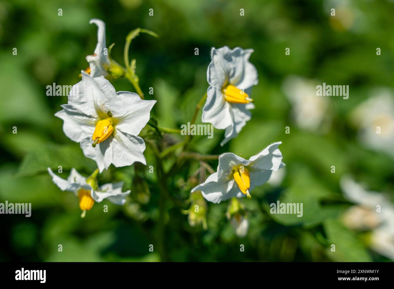 Potato cultivation, in a field, potato plants in bloom, NRW, Germany ...