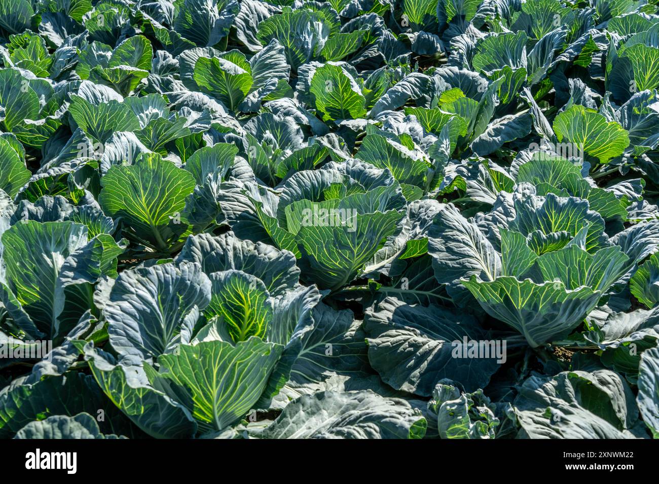 Cabbage cultivation, in a field, young white cabbage, NRW, Germany ...