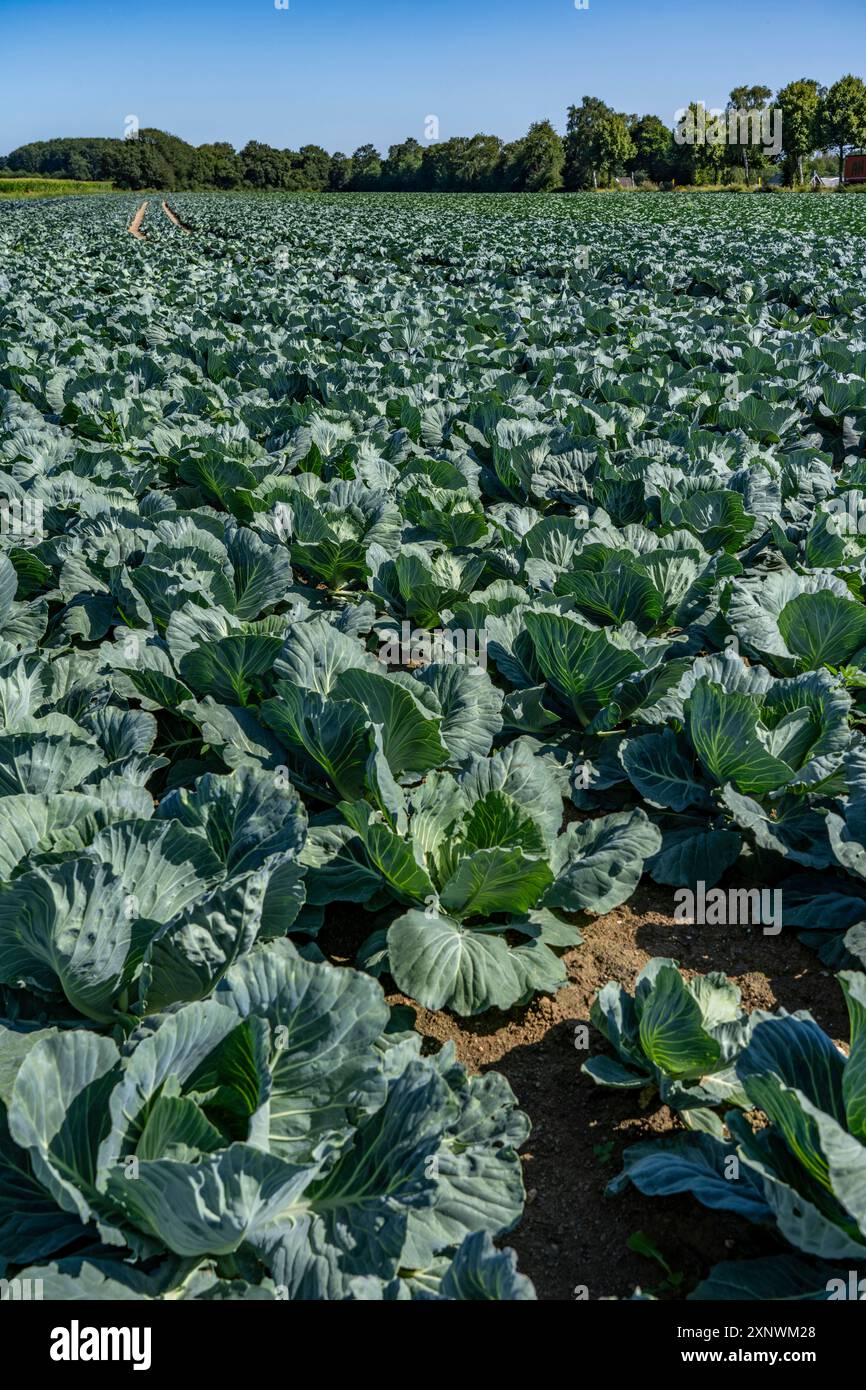 Cabbage cultivation, in a field, young white cabbage, NRW, Germany ...