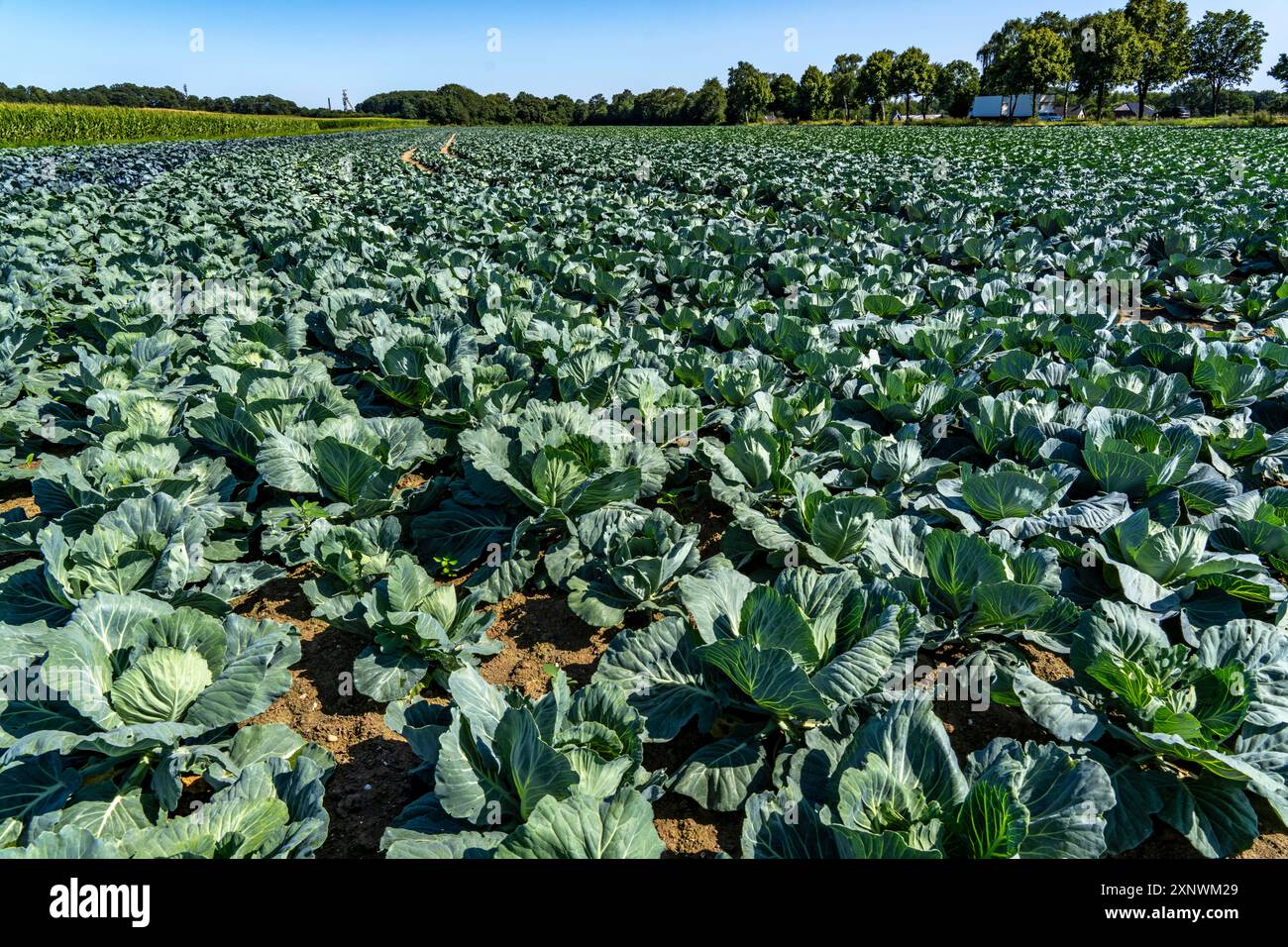 Cabbage cultivation, in a field, young white cabbage, NRW, Germany ...