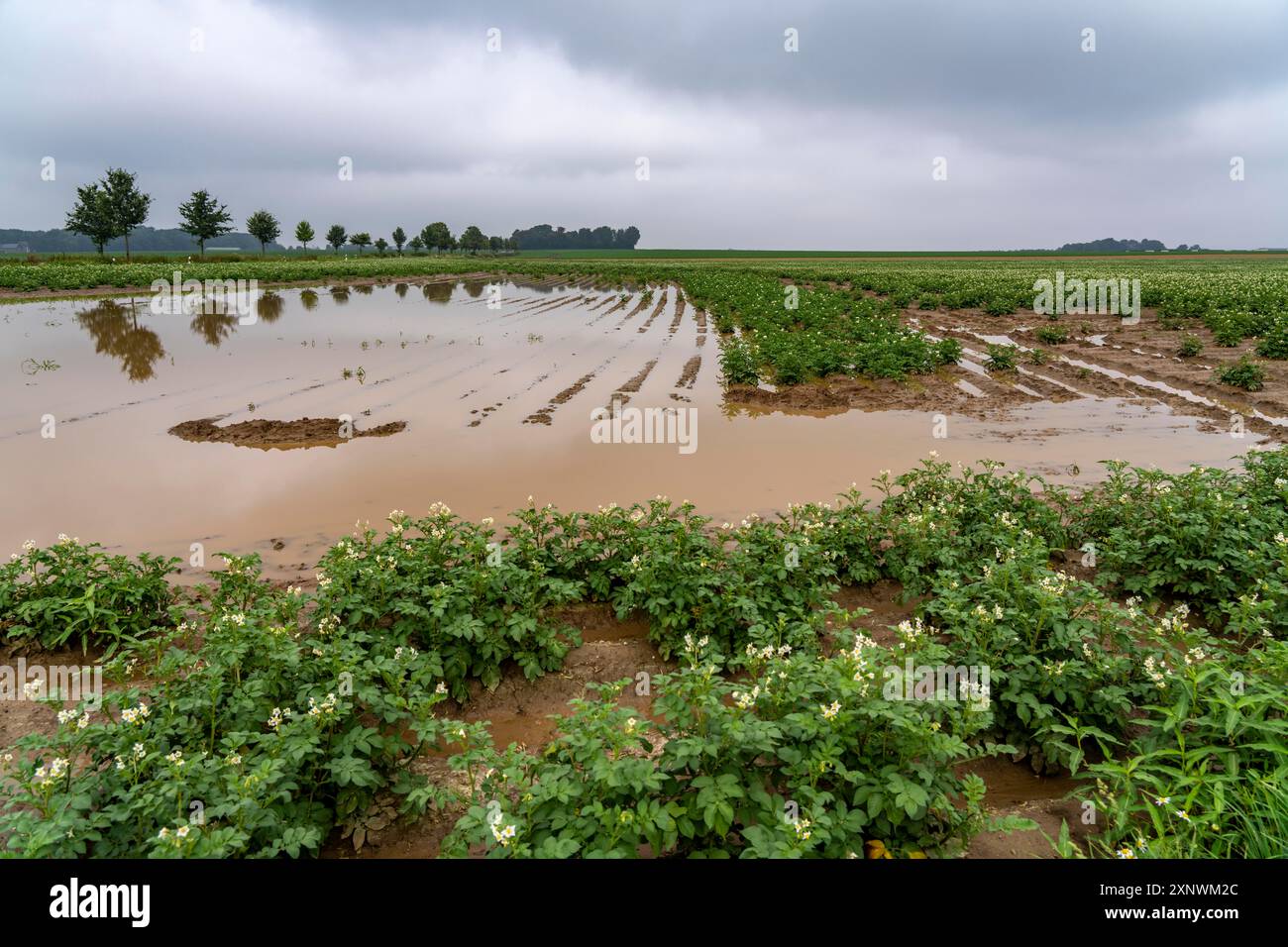 Potato field near Bedburg, flooded after heavy rainfall, many potato ...