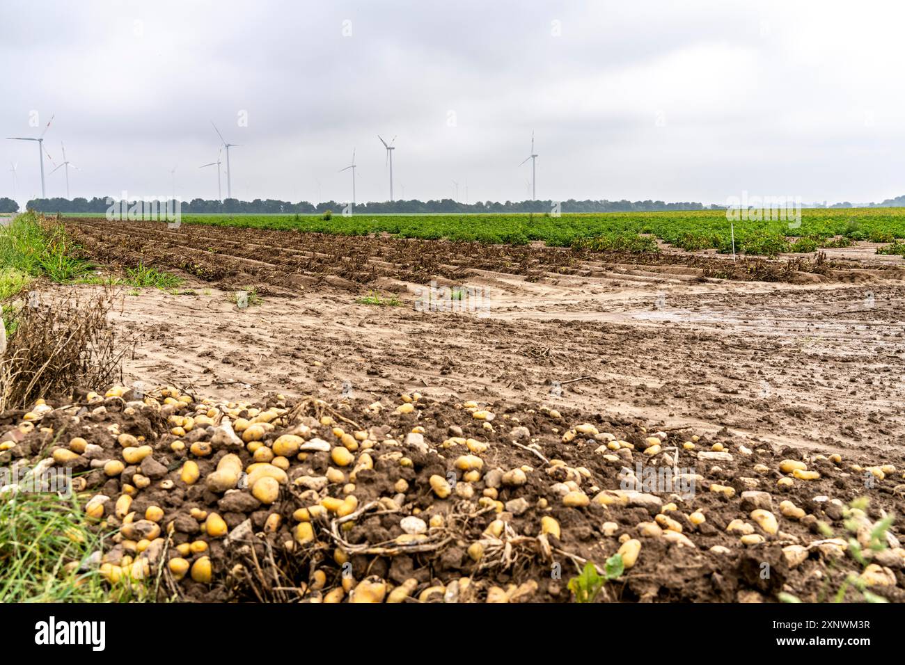 Potato field near Bedburg, flooded after heavy rainfall, many potato ...