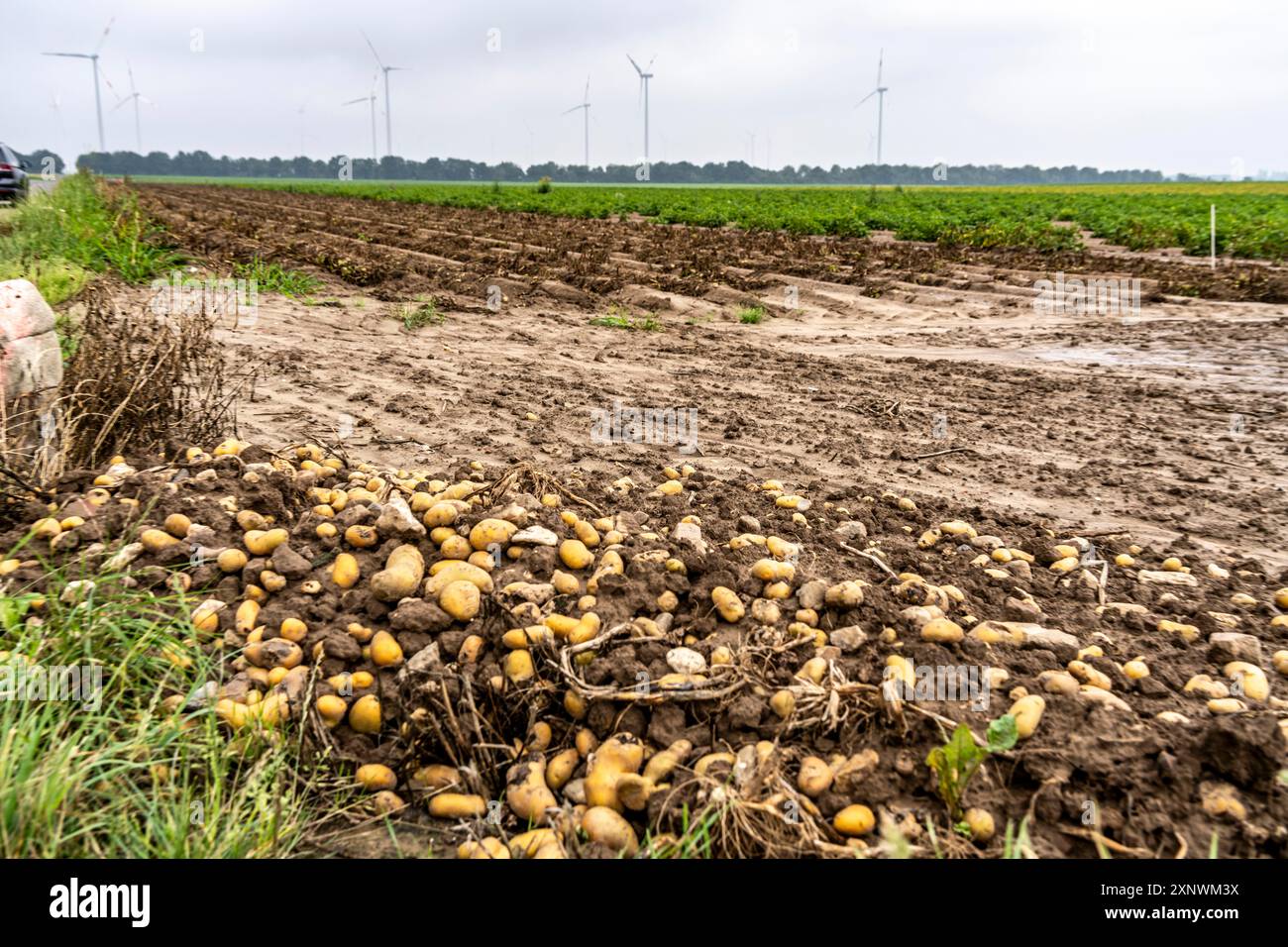 Potato field near Bedburg, flooded after heavy rainfall, many potato ...