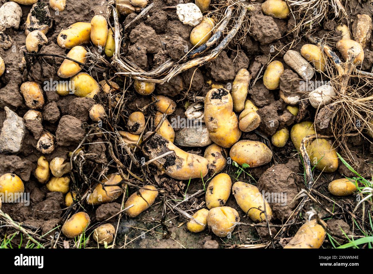 Potato field near Bedburg, flooded after heavy rainfall, many potato ...