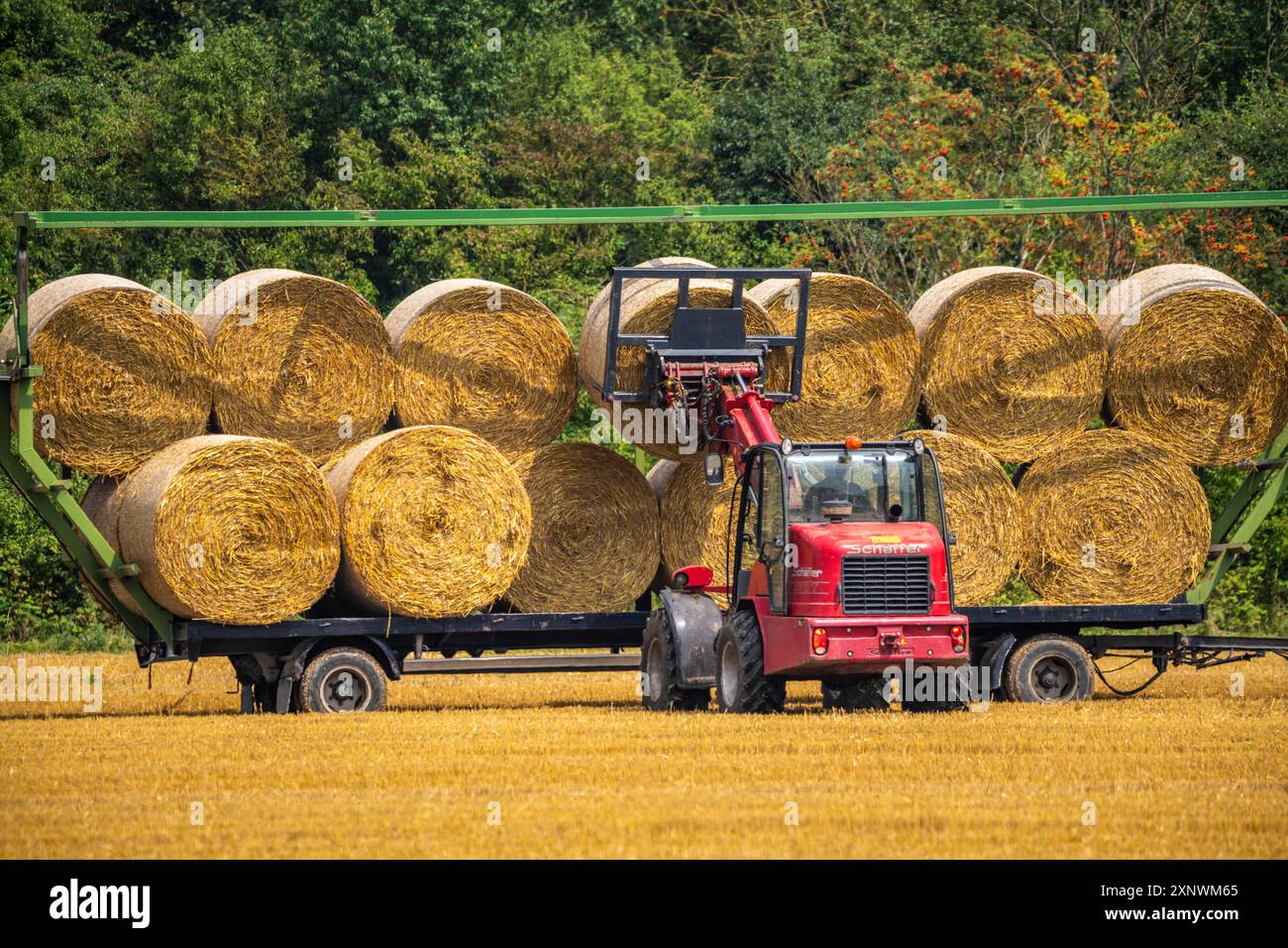 Straw bales, round bales, are loaded onto a trailer after the grain ...
