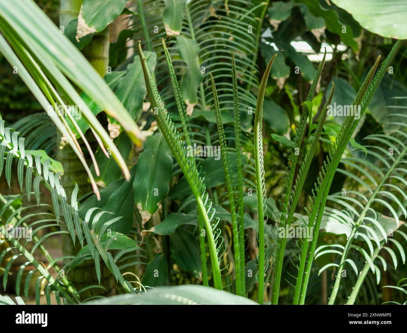 Cycas circinalis, also known as the queen sago. Floriculture, growing ...