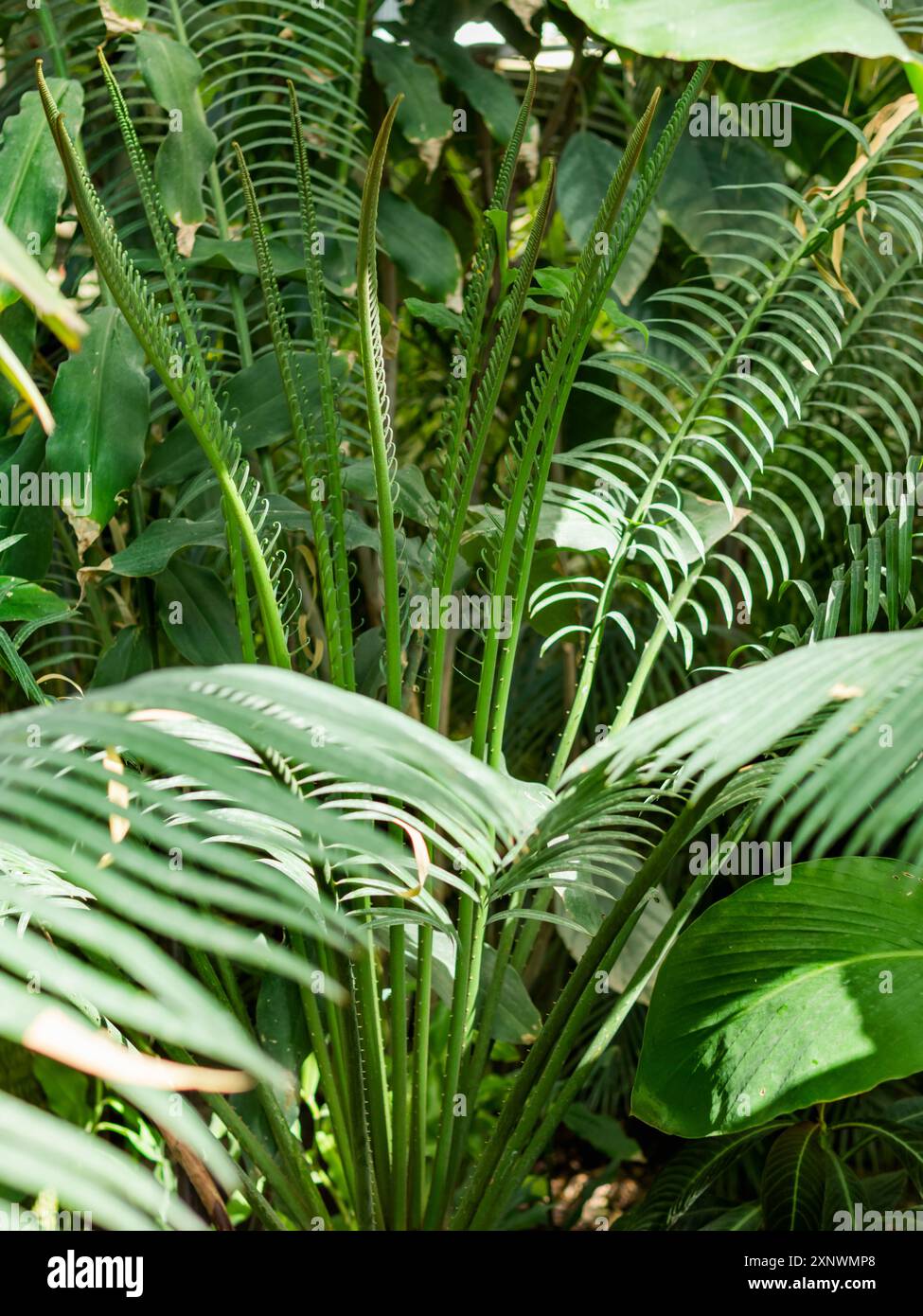 Cycas circinalis known queen hi-res stock photography and images - Alamy