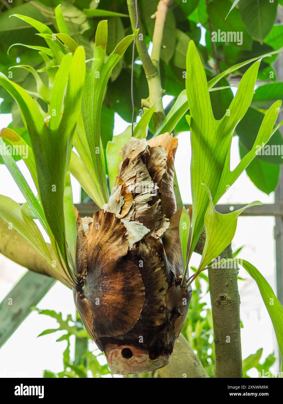 Platycerium bifurcatum hi-res stock photography and images - Alamy