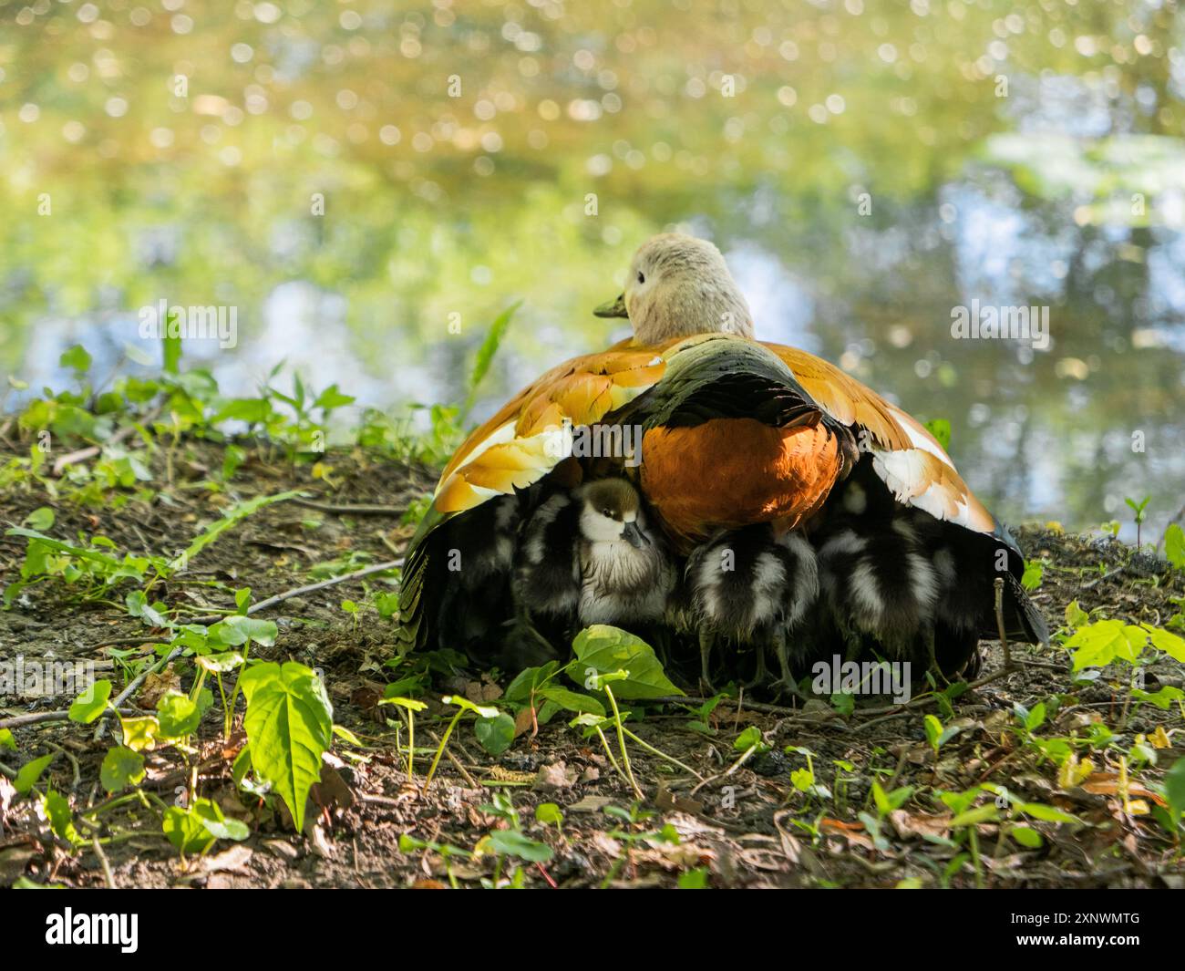 Female shelduck with ducklings on pond embankment. Waterfowl hatches ...