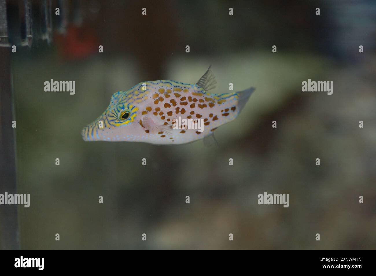 Marine life leopard sea hi-res stock photography and images - Alamy