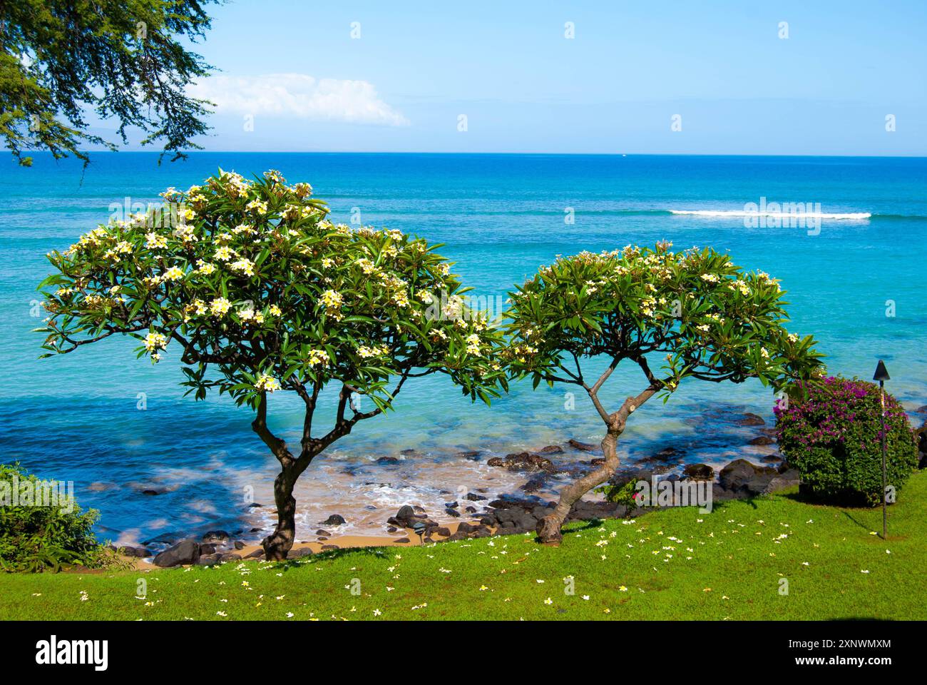 Beautiful Plumeria trees on the shore of a Lahaina beach in Maui Hawaii ...