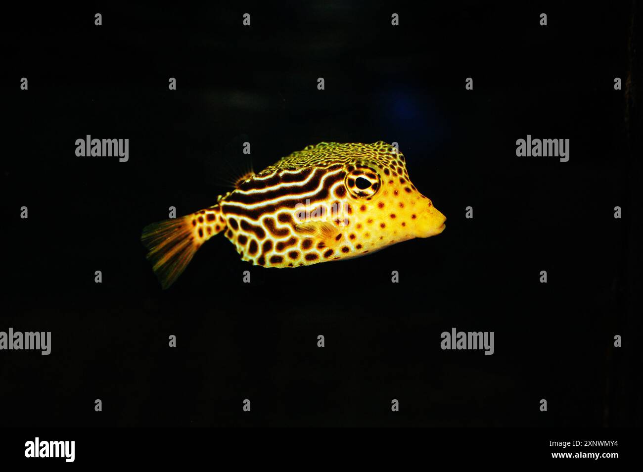 Scribbled Boxfish - Female - Ostracion solorensis Stock Photo - Alamy
