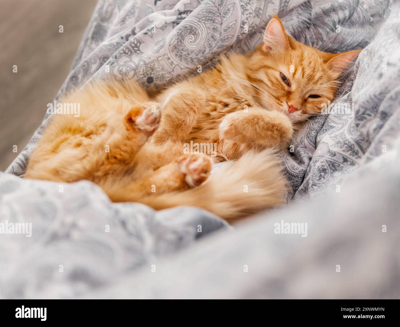 Cute ginger cat sleeps belly up in folded blanket. Fluffy pet has a comfort nap in bed. Sleepy ...