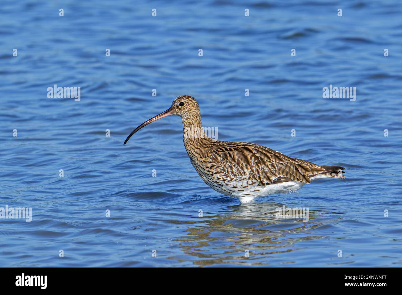 Eurasian curlew / common curlew (Numenius arquata) foraging in shallow ...