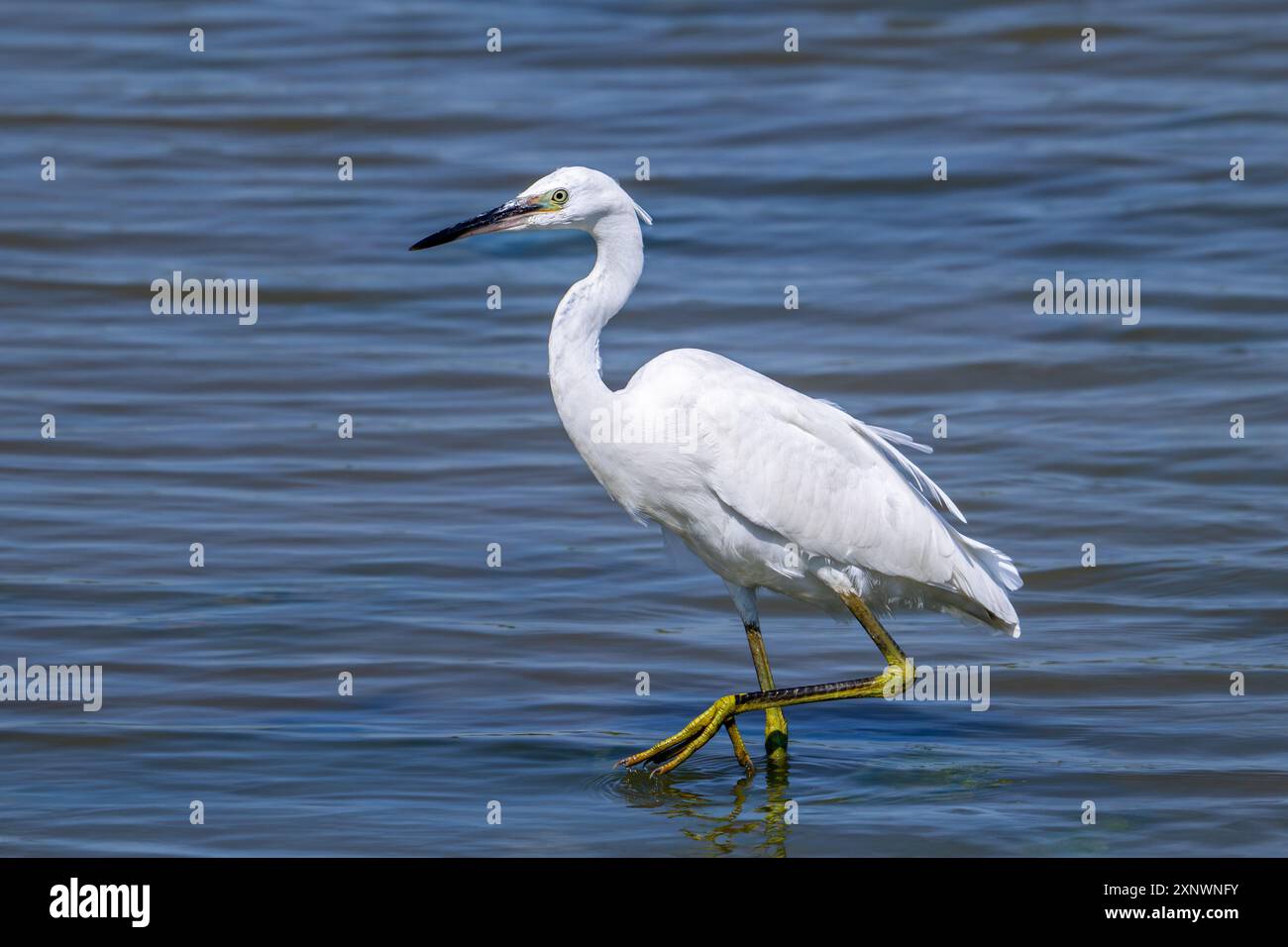 Little egret (Egretta garzetta) juvenile fishing in shallow water of ...