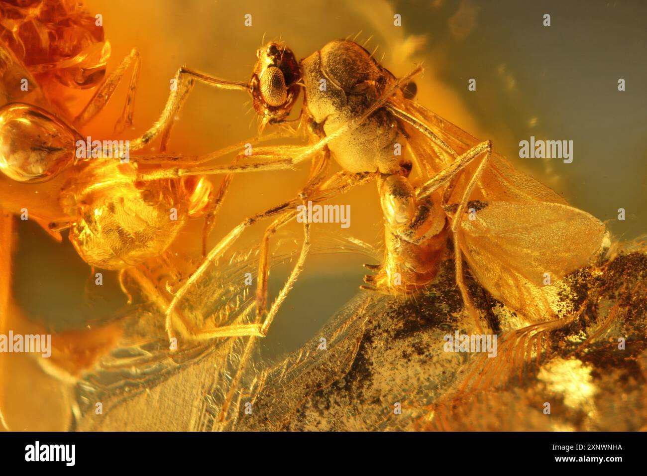 winged ant imprisioned in Baltic amber Stock Photo - Alamy