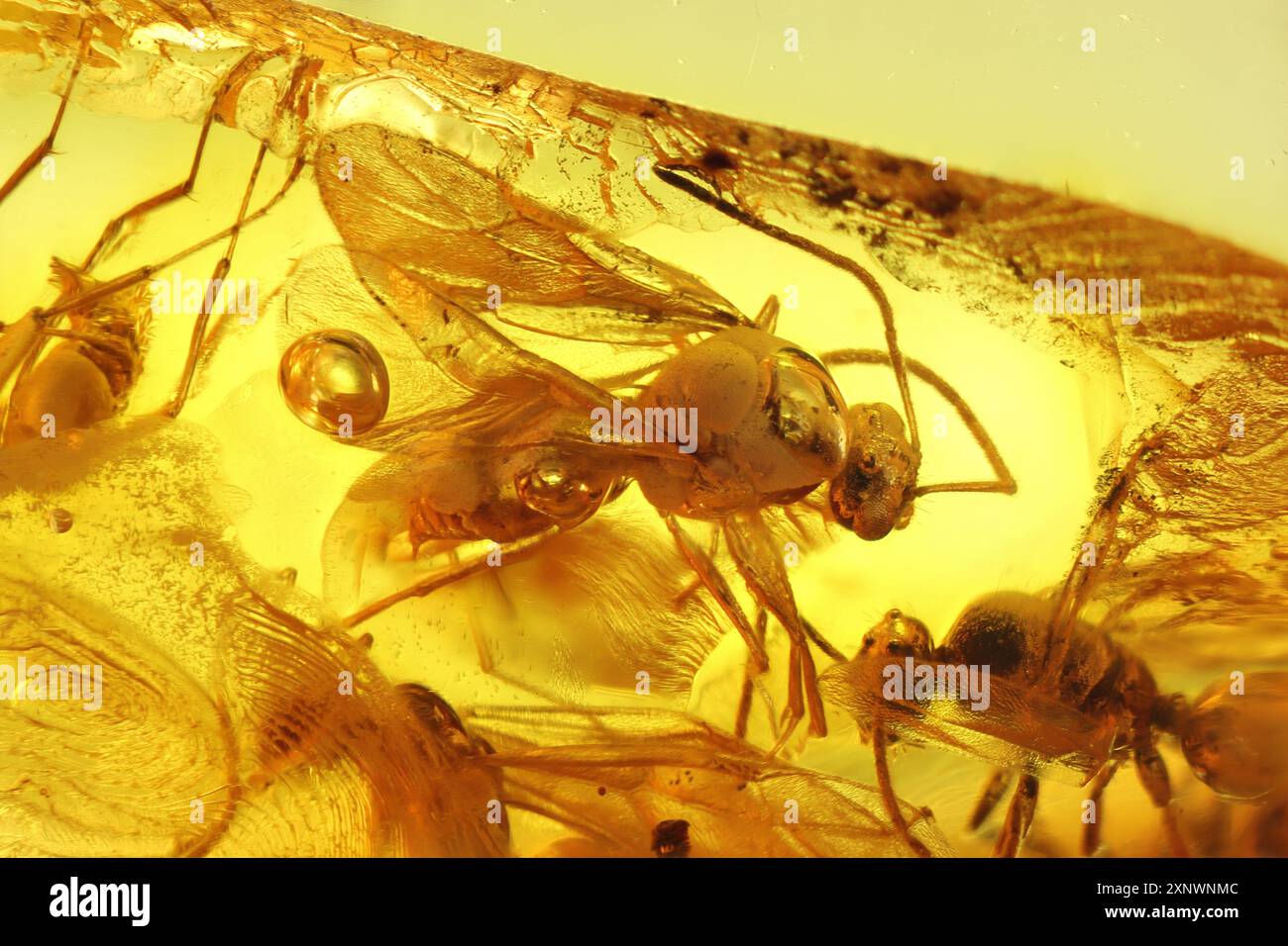 winged ants imprisioned in Baltic amber Stock Photo - Alamy