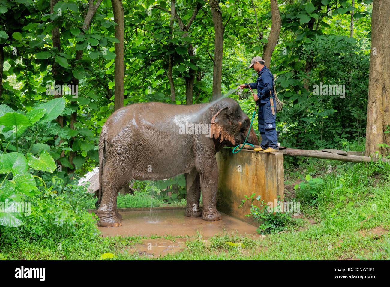 Mekong laos wildlife hi-res stock photography and images - Alamy