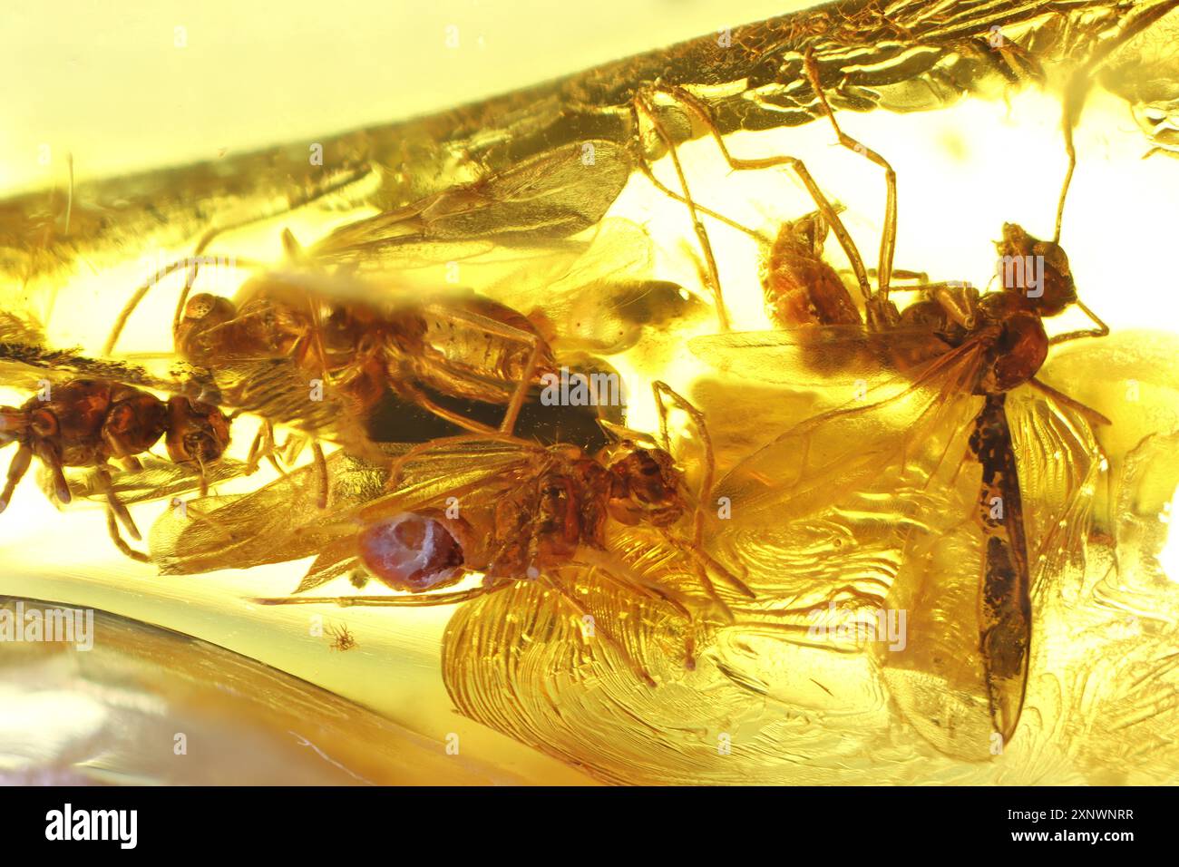 winged ants imprisioned in Baltic amber Stock Photo - Alamy