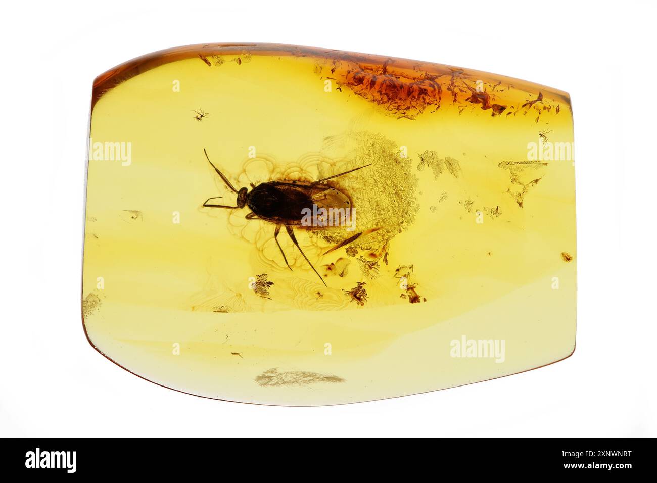 flower bug (Anthocoridae) imprisioned in Baltic amber isolated on white ...