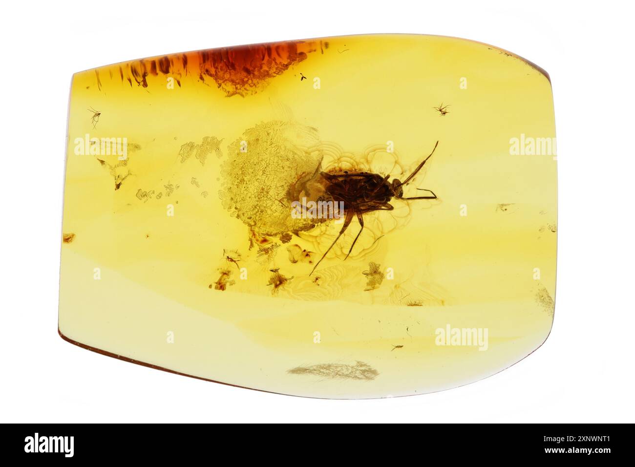 flower bug (Anthocoridae) imprisioned in Baltic amber isolated on white ...