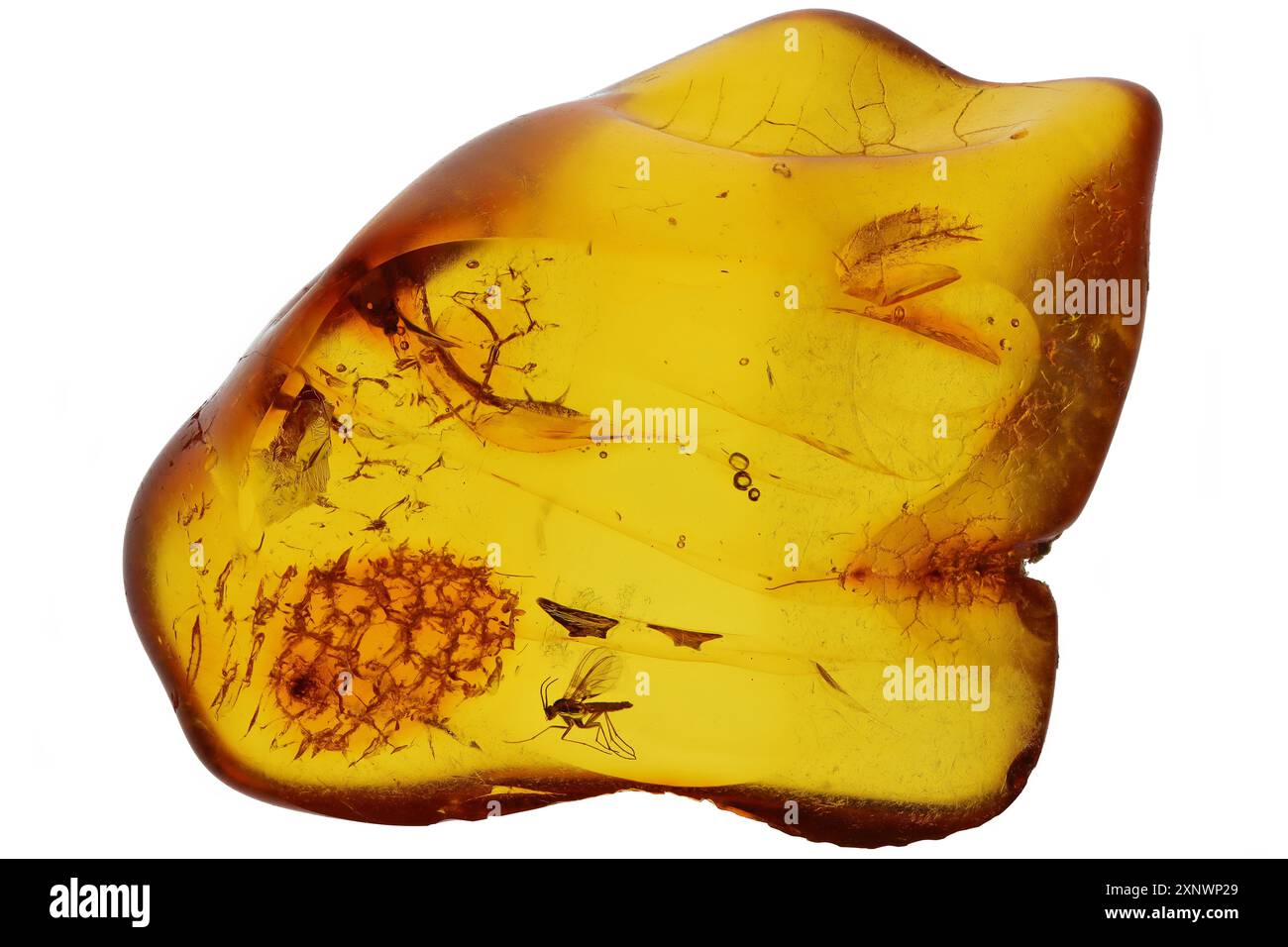 Gall midge hi-res stock photography and images - Alamy