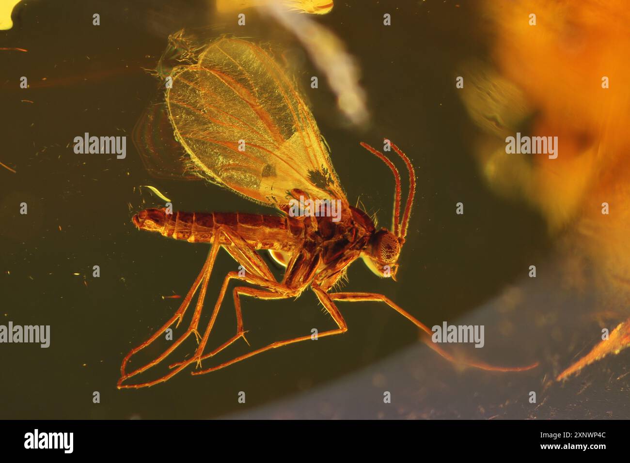 Gall midge hi-res stock photography and images - Alamy