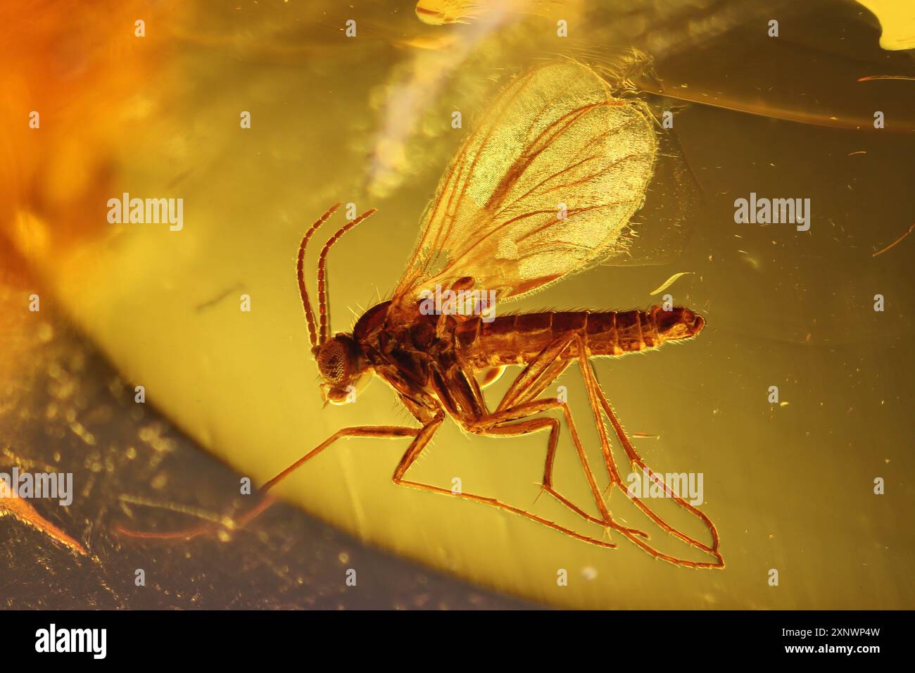 Gall midge hi-res stock photography and images - Alamy