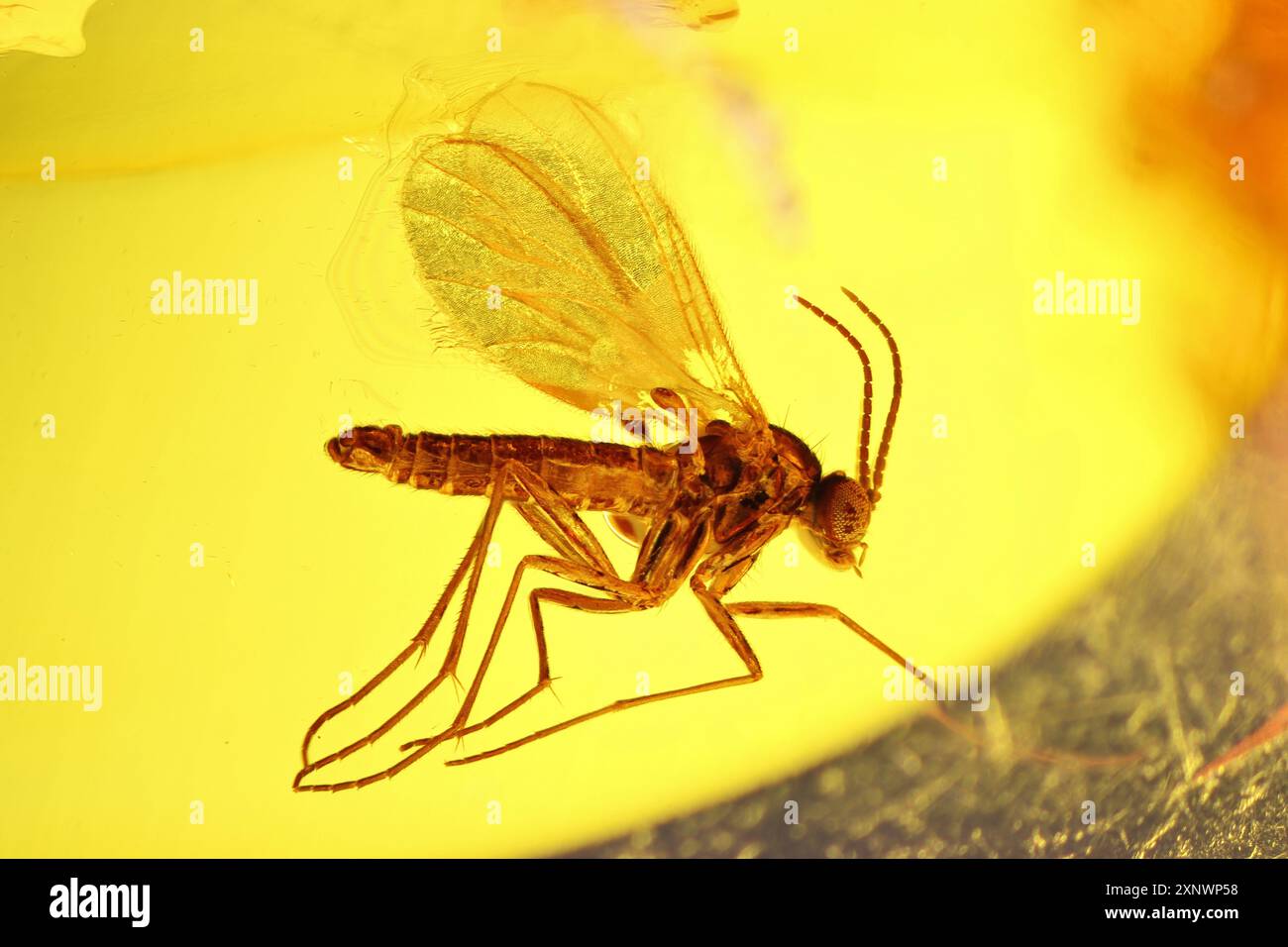 Gall midge hi-res stock photography and images - Alamy